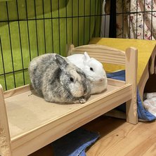 Stowarzyszenie Pomocy Królikom - Strona główna