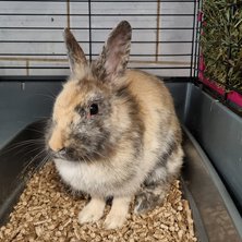 Stowarzyszenie Pomocy Królikom - Strona główna