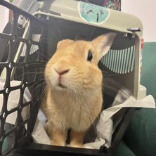 Stowarzyszenie Pomocy Królikom - Strona główna